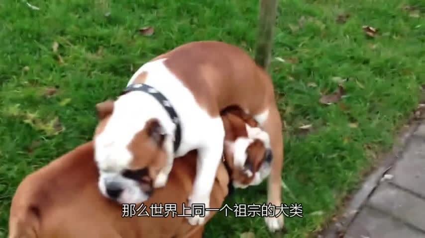 什么狗最凶残?世界十大恶犬排行榜,世界第一猛犬比特犬有多猛?