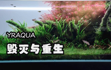 150水景维护记录:毁灭与重生