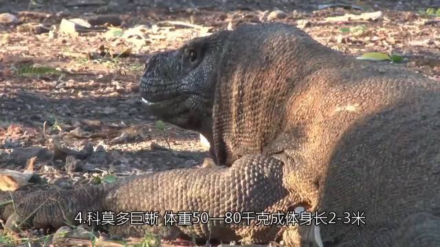 动物世界中猛兽的战斗力排行榜:老虎排第五,非洲狮子排名更靠后