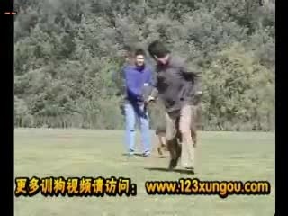 狗狗训练上厕所教程_10天训练狗狗上厕所