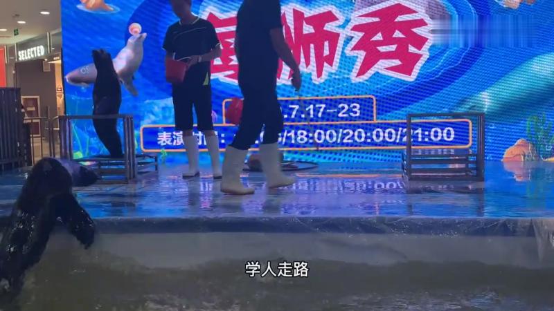 「十八vlog」No.34 偶遇海狮表演好精彩 背后的心酸你体会到了吗