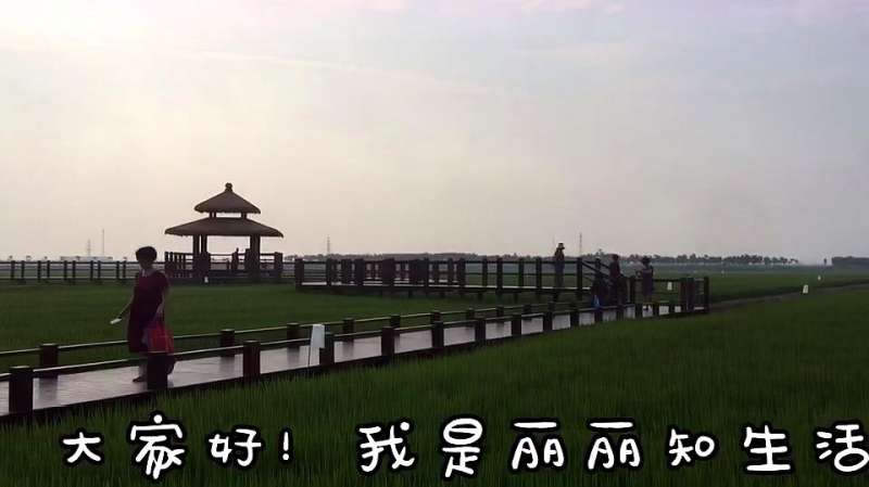 大家好!我是丽丽知生活 又来到了这片稻田,经过一个半月的生长