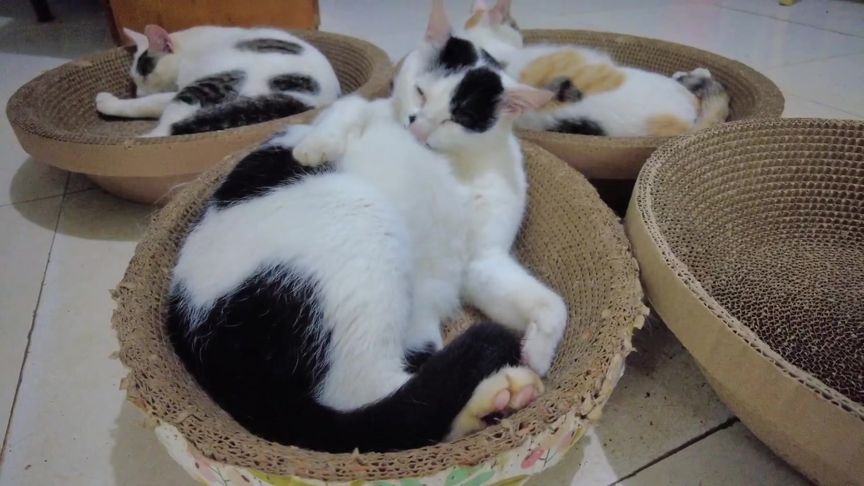 有网友说我应该把这些流浪猫都带回家