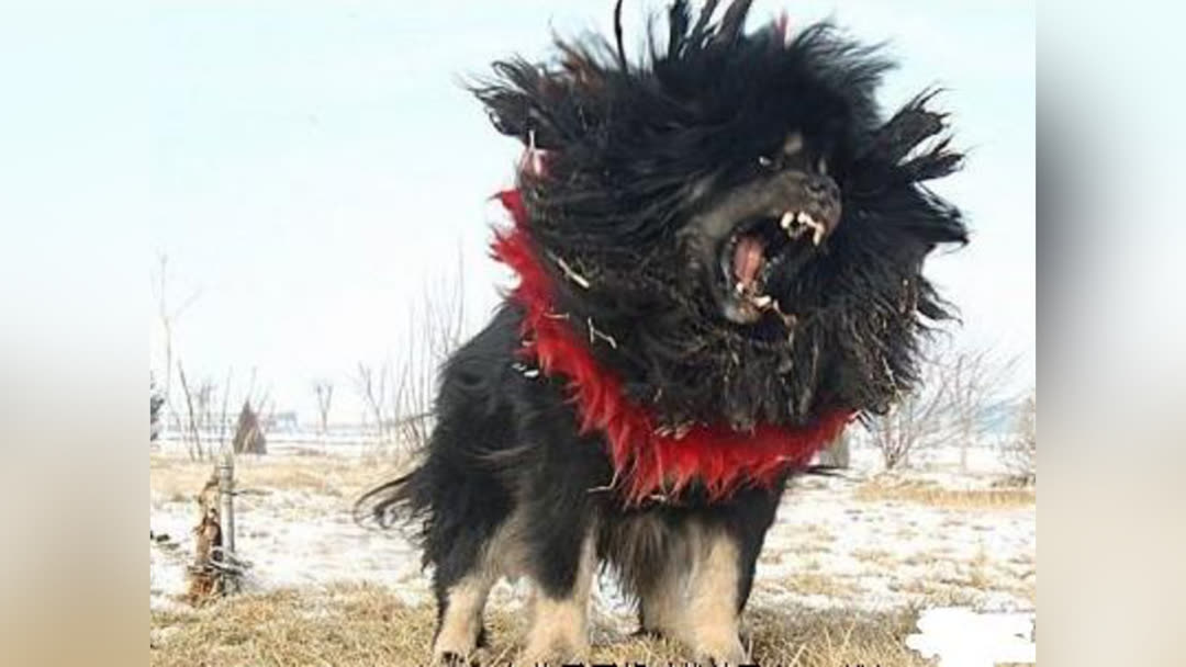 暴怒的高加索犬有多可怕?藏獒见了掉头就跑,惹都不敢惹!