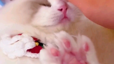 常见猫咪价格大全三