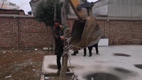 农村挖机师傅接个大活,小树苗拔出来一千块,结果干赔钱了