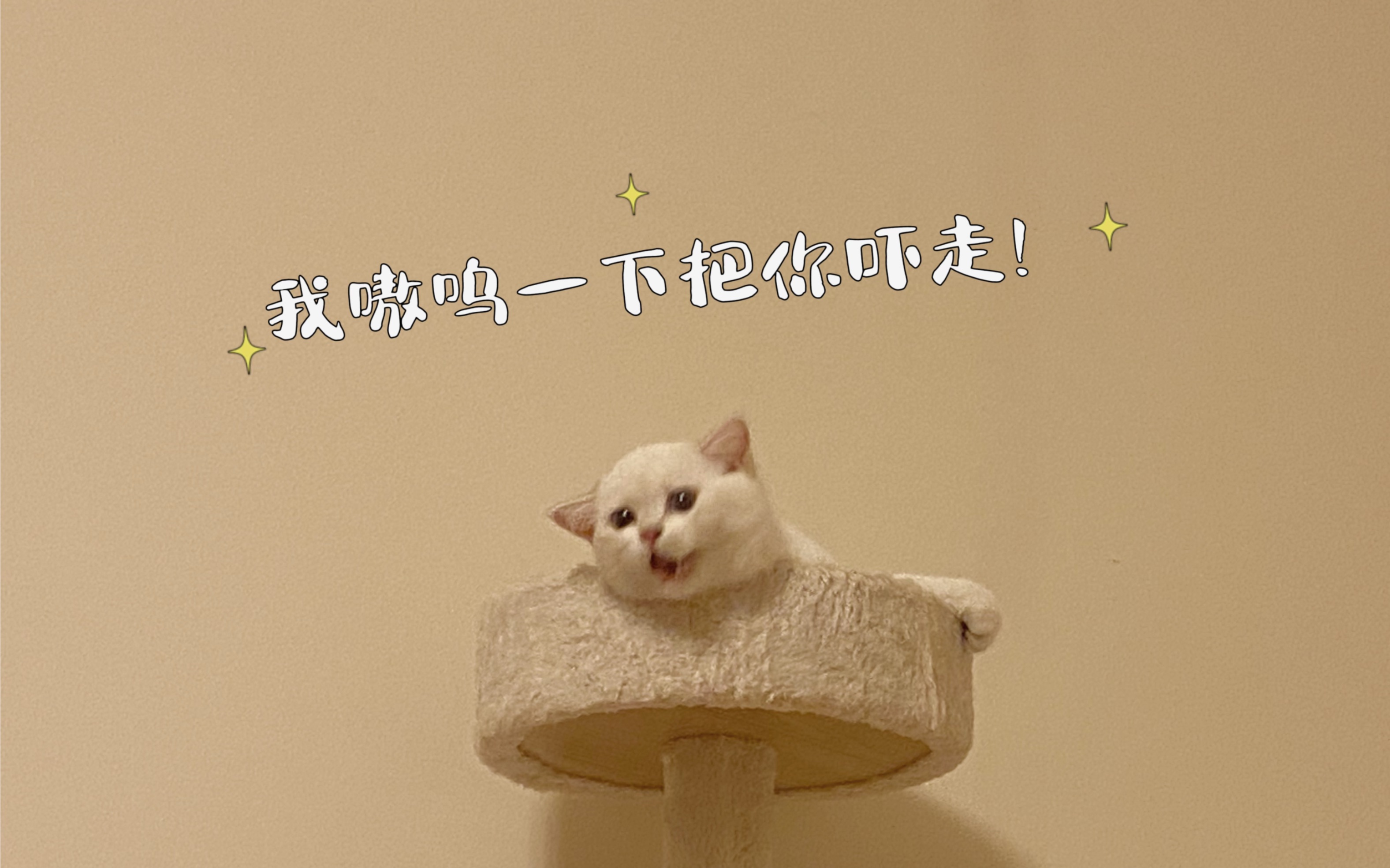 看,这里有只超会撒娇的小猫咪!