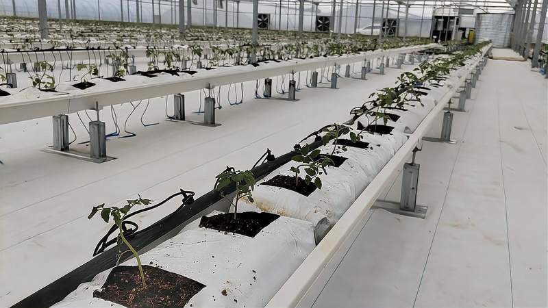 你见过这种无土栽培番茄吗?今天刚定植!看看咋样