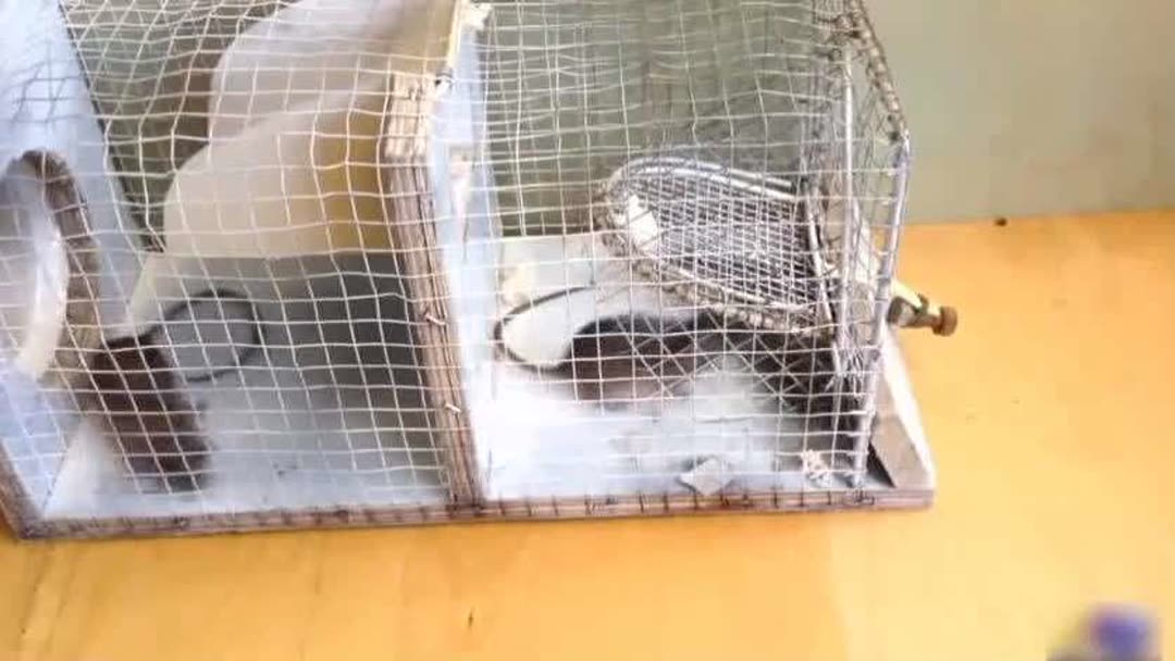 牛人自制的捕鼠笼,一次能抓3只,真是天才啊