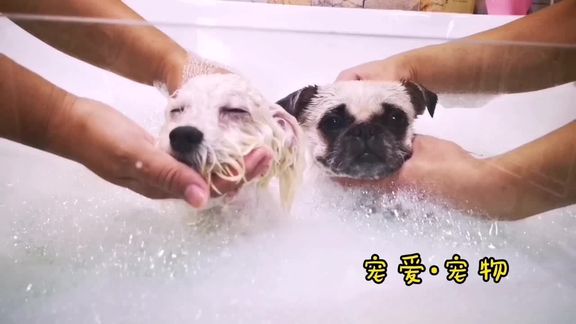宠物spa原声视频,超治愈#宠物spa高端护理 #宠物洗澡spa