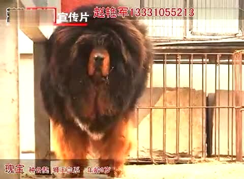 北京东方瑰宝獒园_藏獒电影网