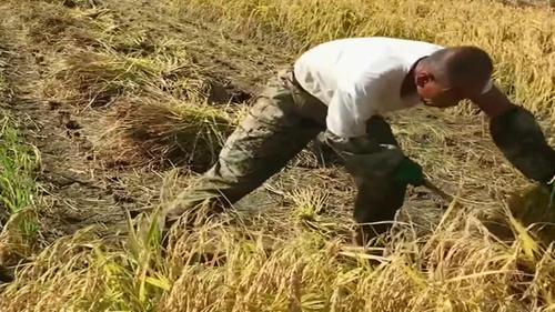 有的地方依旧很落后,在收稻谷的时候,还要全都靠手工!