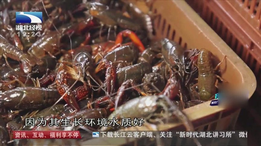 爱吃小龙虾的人一定知道潜江稻田清水虾,生长环境水质好肉质鲜嫩