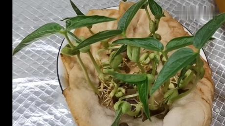 绿豆的生长(1)(发芽长叶)