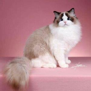 咪咪猫仙女 