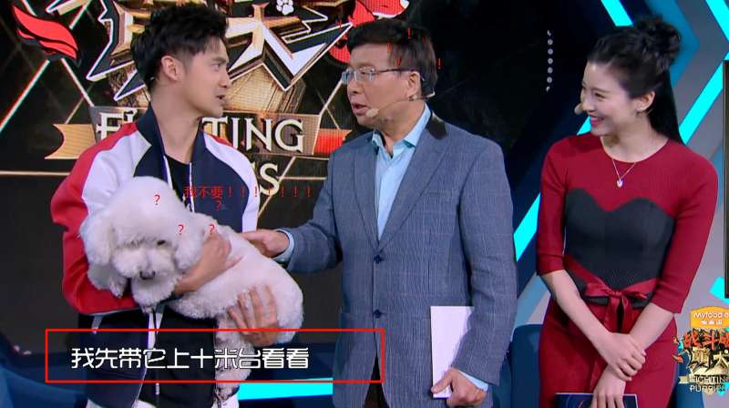 7岁比熊犬被田亮赞身体素质好,笑称要带它上十米台跳水,害怕啊