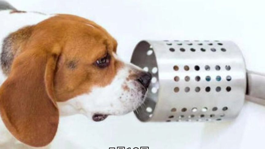 芬兰研究发现狗狗可以嗅出新冠病毒