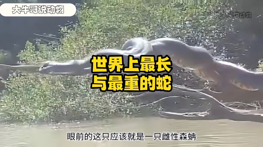 两种巨大的蟒蛇,胆小慎入!#动物世界 #万物皆有灵性