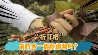 科普调查官 第410集 辟谣鱼腥草致癌,折耳根那么难吃,为啥云贵川对它...
