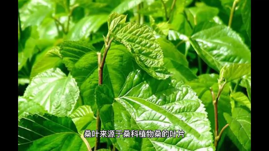 桑叶的功效与作用