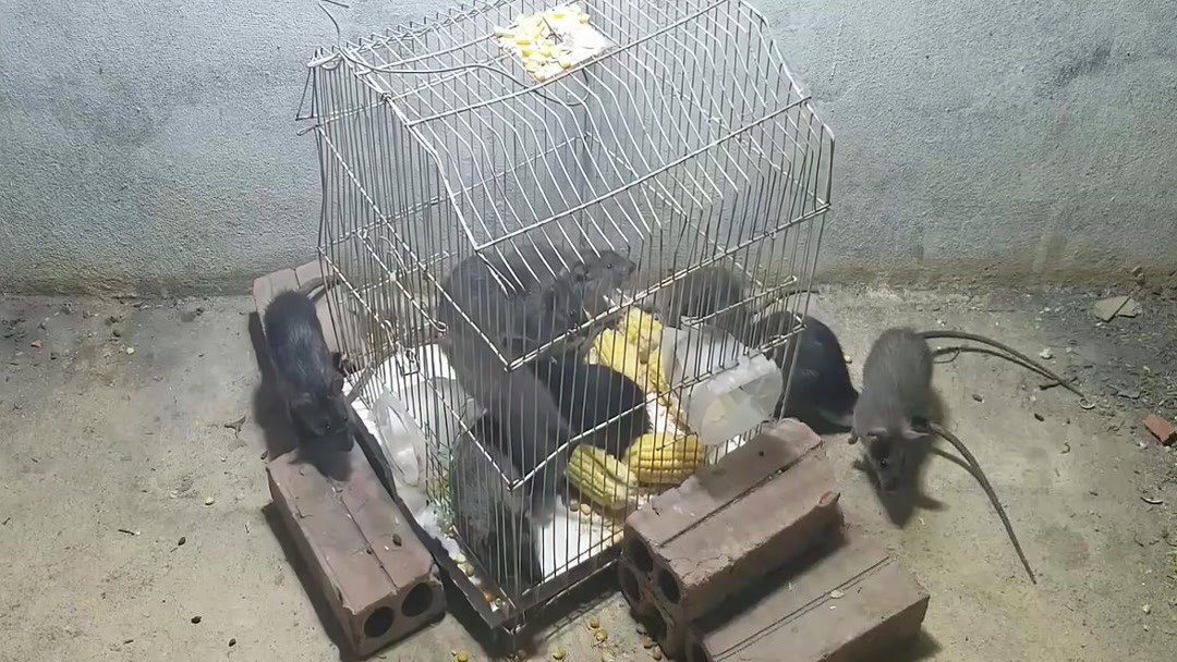 简单制作鸟笼秒变鼠笼,没想到抓了这么多大老鼠,收获出人意料
