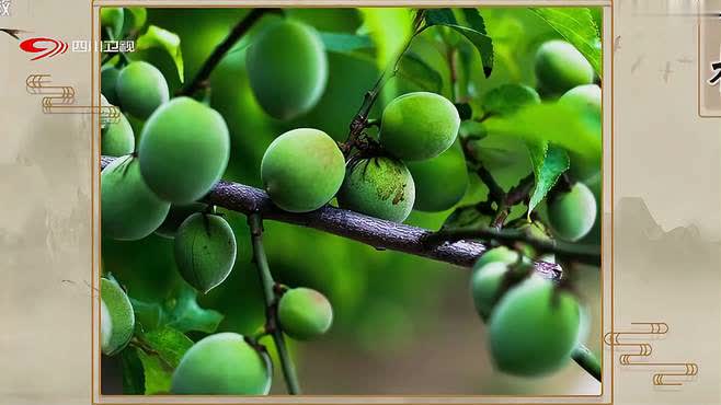 乌梅、西梅、话梅有何区别,主任医生现场讲解,功效有何区别