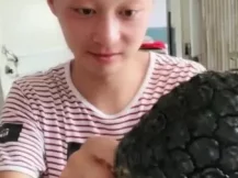小伙子吃黑凤梨,一个一个掰着吃,看起来好过瘾!