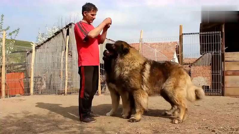 男子饲养的两条高加索犬,站立比人还高,太霸气了