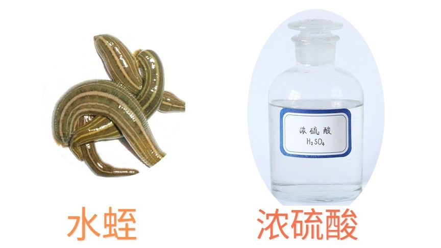 水蛭遇到浓硫酸!水蛭走的很安详