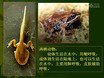 两栖动物的生殖和发育