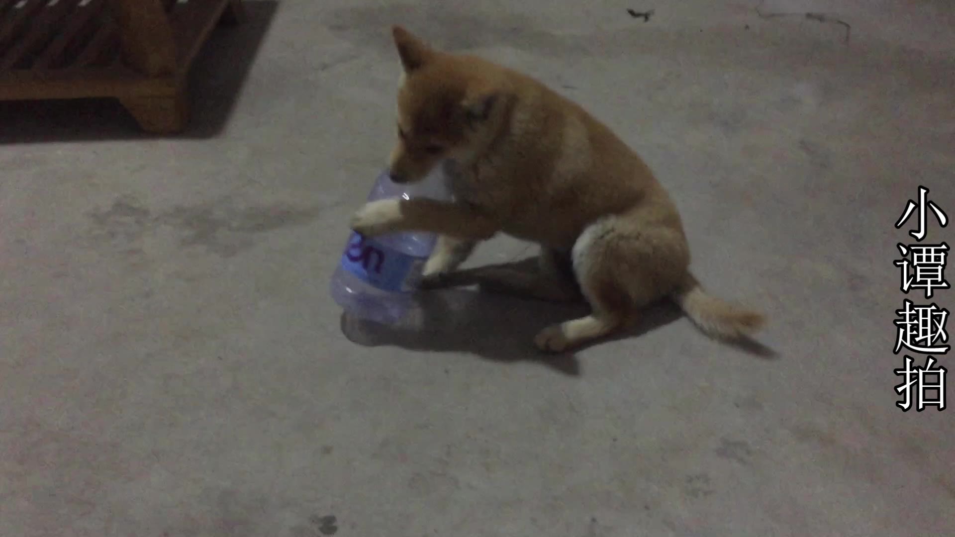 我家狗狗会表演杂技了!快来围观咯,机会难得