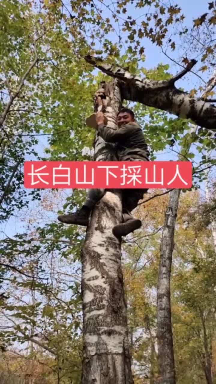 今天在森林里采山,发现白灵芝,它生长在枯死的桦树上,它对心脑血管...