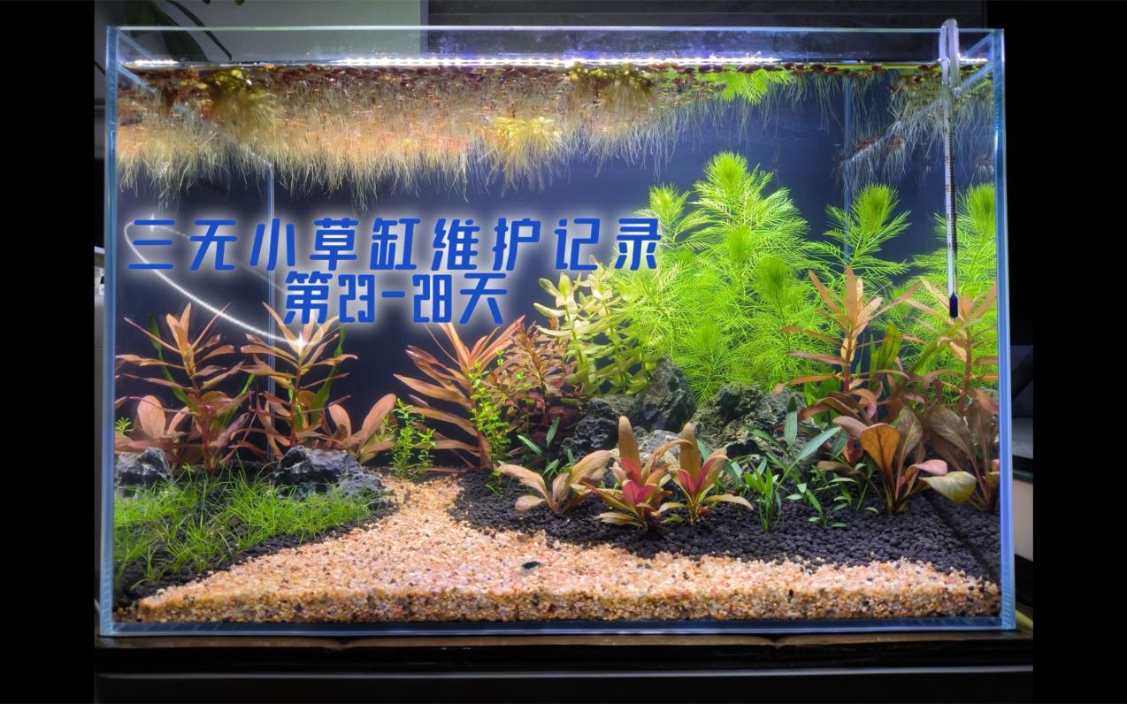 【三无小草缸维护记录 第五期】第23-28天