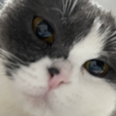 鹄书 