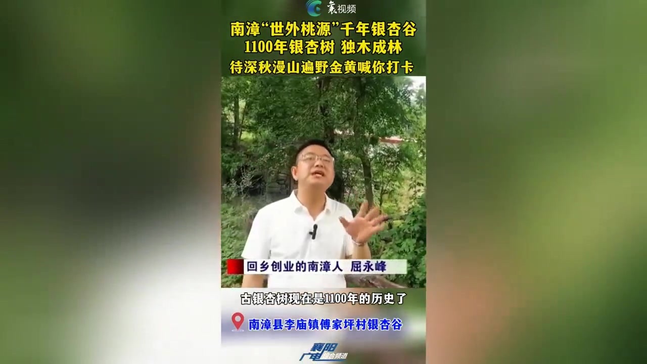 独木成林!1100年银杏树藏在深山,秋时漫天金黄喊你打卡