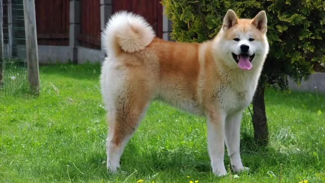 狗狗排名