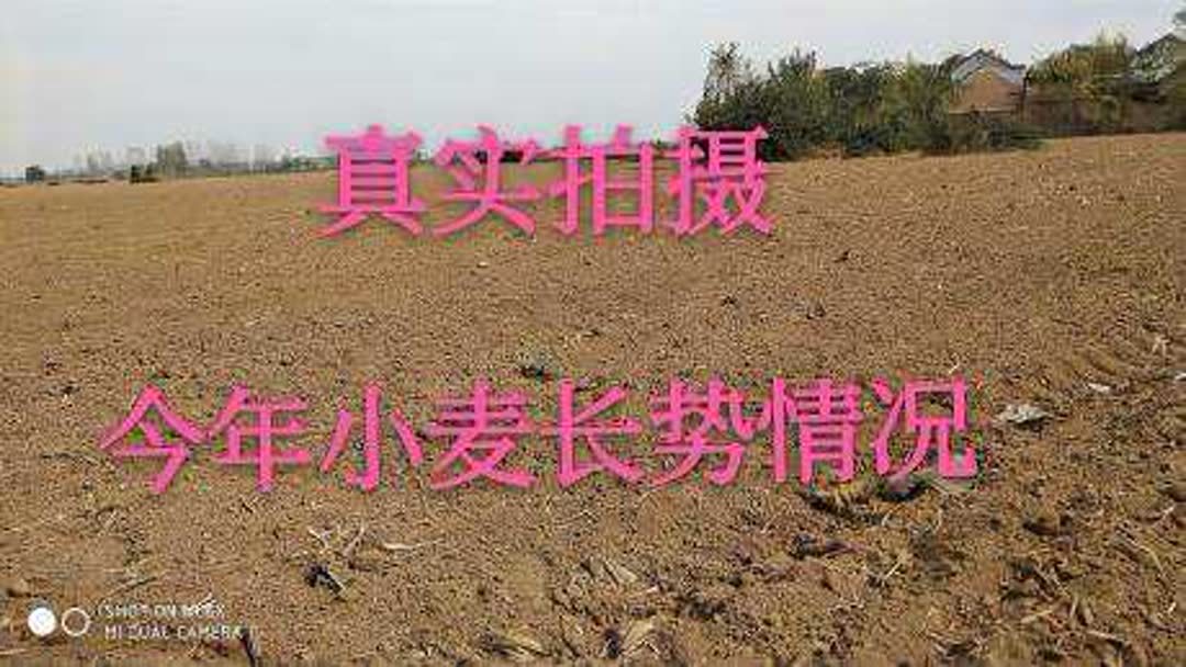 实拍河南商丘,这才是小麦真实的生长状态,打工的老乡看看吧
