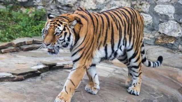 东北虎一跃跳上车顶抓鸡,好霸气!