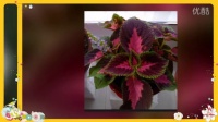 我的图片MV百花争艳