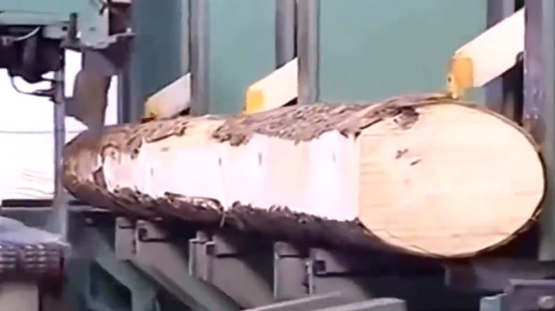 3米粗的木材 巨型切割机半分钟就将它变为木板