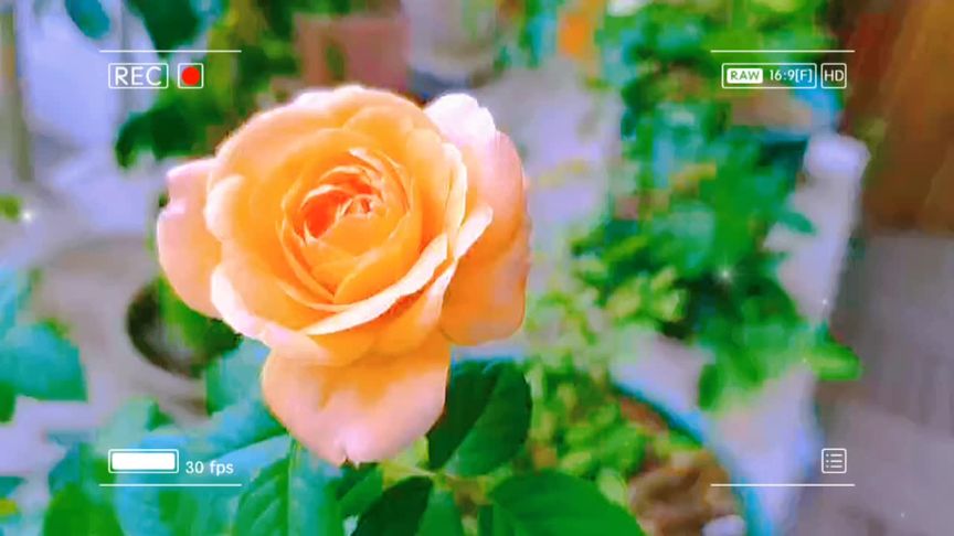 #我的花花草草ߌ�ߌ� #记录生活中的小美好 已经入秋了