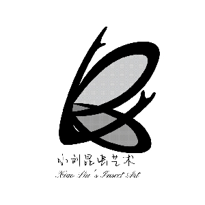 小刘昆虫艺术 