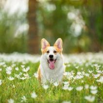 佑馨的宠物万事屋 