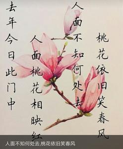 数码观察员个体 