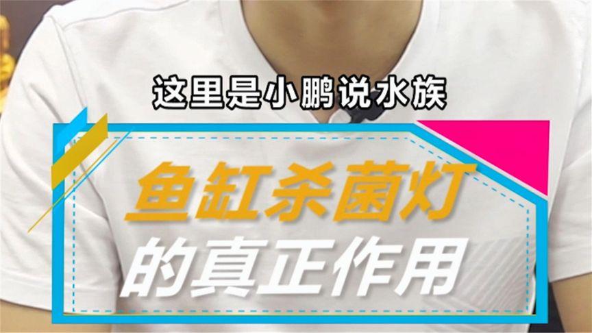 水族小知识,了解鱼缸杀菌灯真正作用,正确使用很重要!