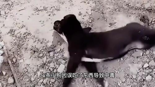 小狗食物中毒,一个不显眼的土方法,救了它一命