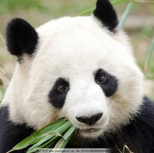 屹立于月球之熊 