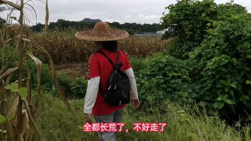 五月艾草遍地,如今芳草萋萋。看来艾叶枕头是做不成了!