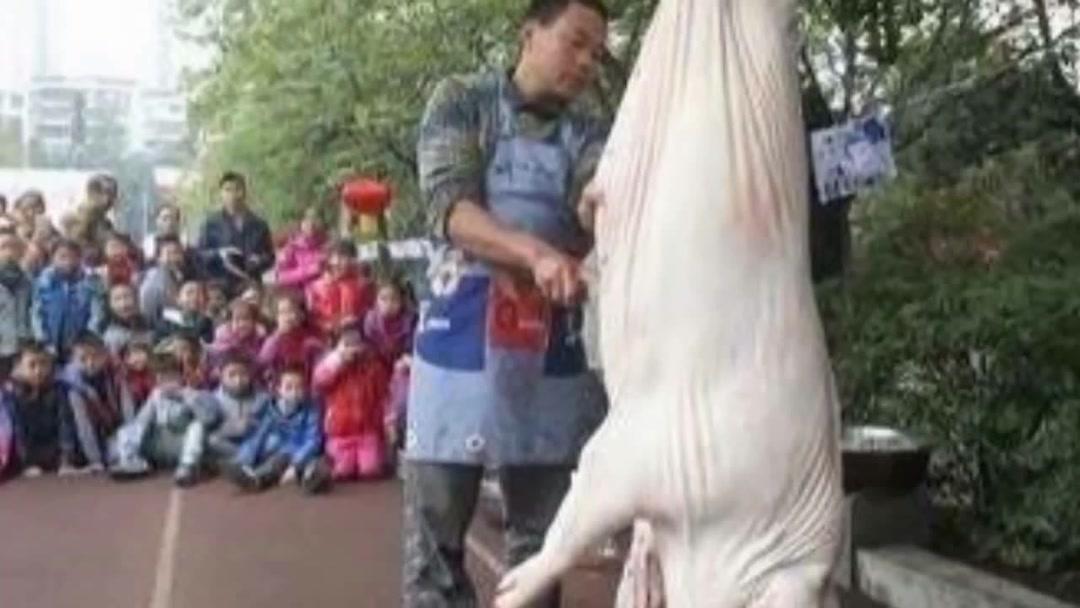 重庆一小学组织学生操场看杀猪 现场讲解