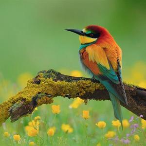 中国鸟类统计摄影师 